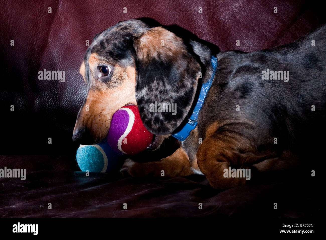Dog playing with balls hi-res stock photography and images - Alamy