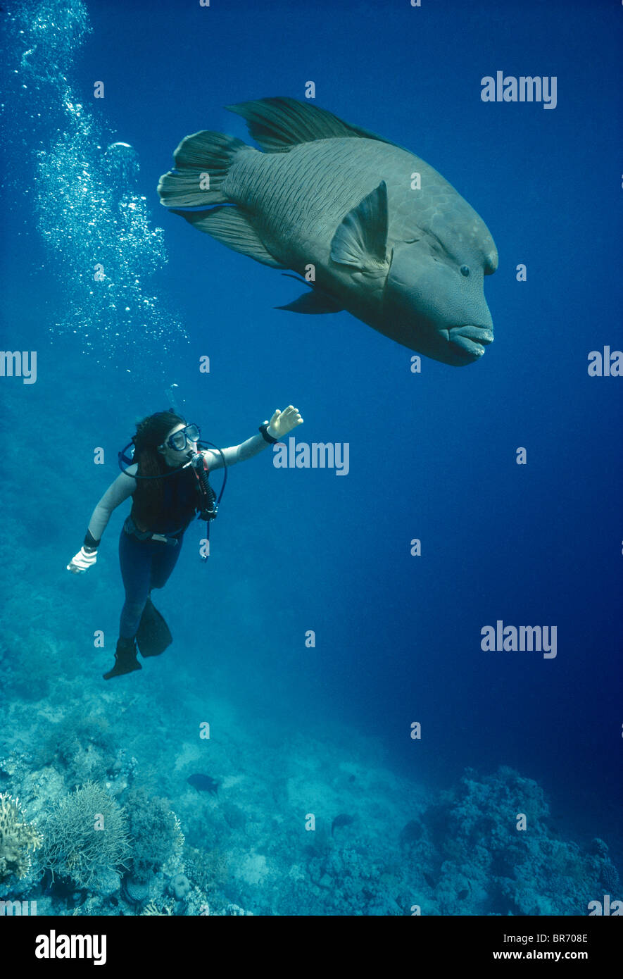 Diver with Giant Napoleon / Humphead Wrasse (Cheilinus undulatus) Red ...
