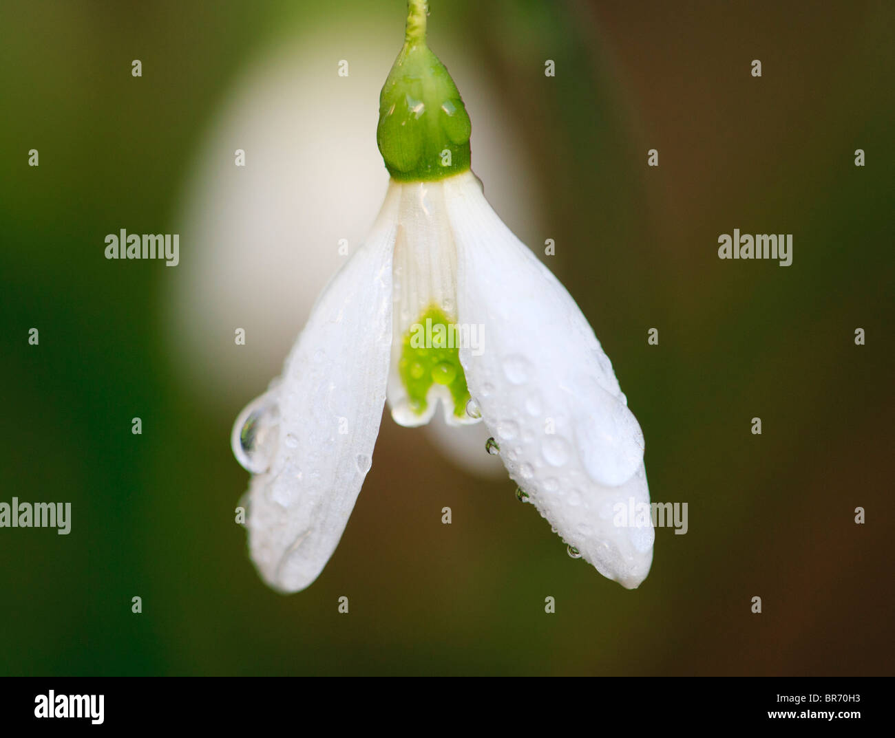 Snowdrop with rain droplets in close up Stock Photo - Alamy