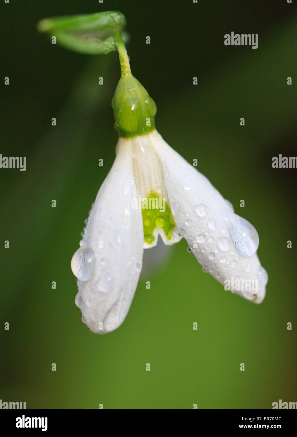 Snowdrop with dew hi-res stock photography and images - Alamy