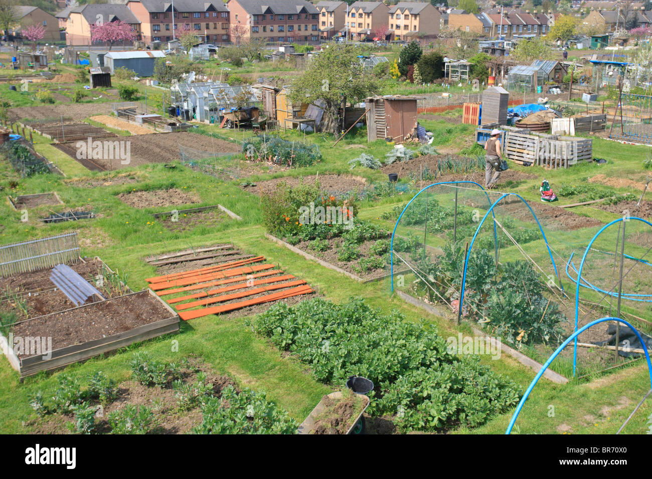 London allotment with housing estate behind Stock Photo - Alamy
