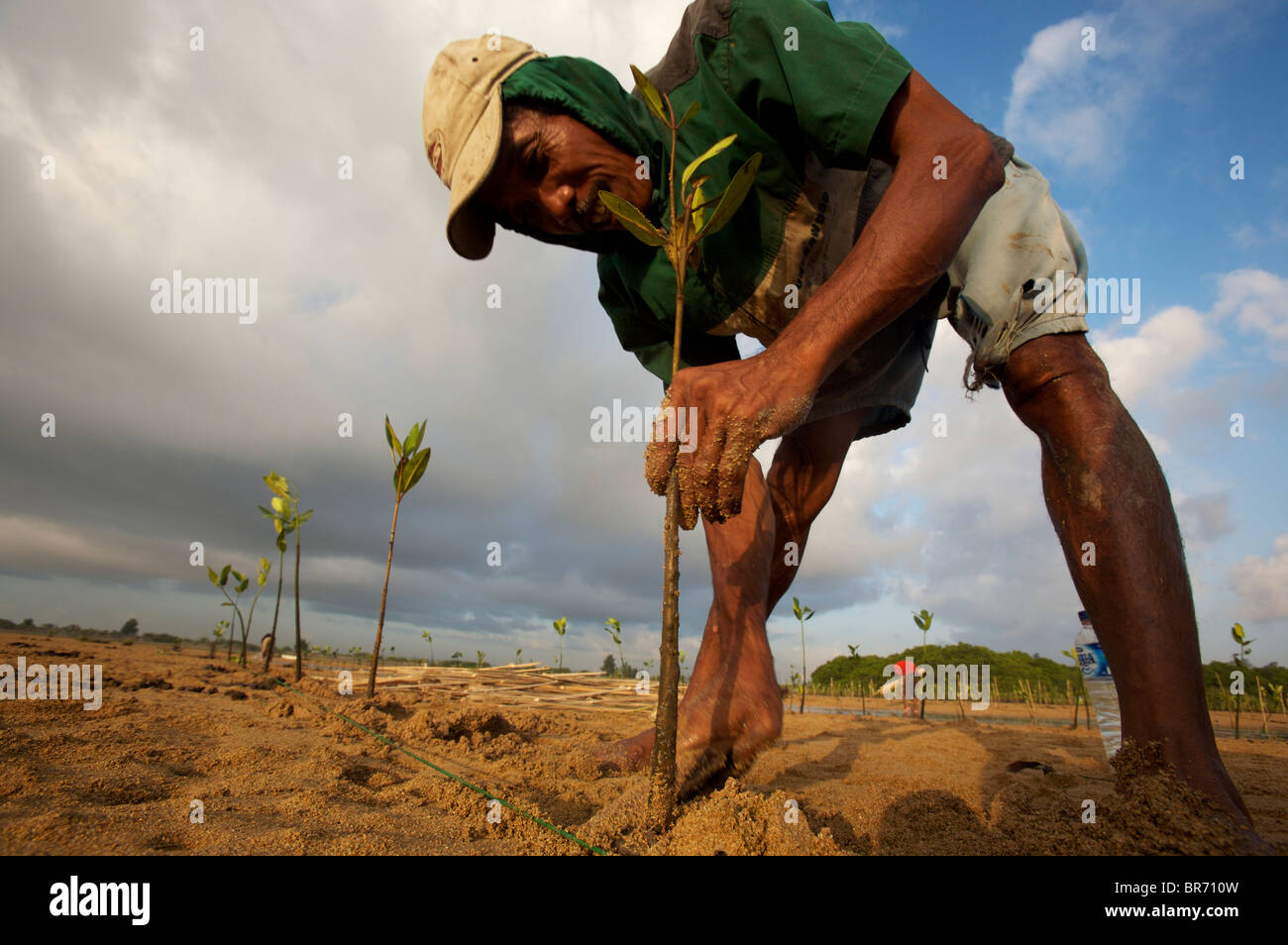 Planting (Rhizophora sp) mangrove seedlings in a estuary at low tide ...