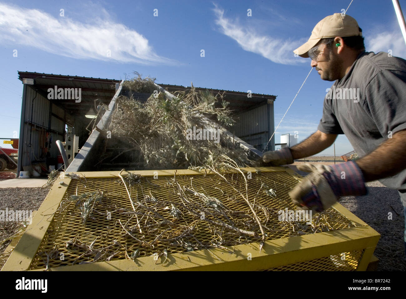 workers for the Yulex Corporation collect 2 year old guayule shrubs ...