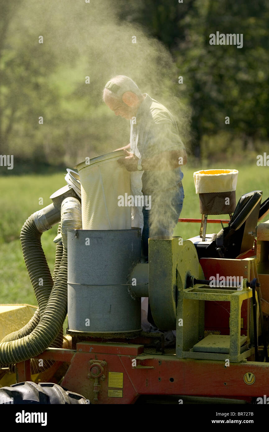 A man harvests ragweed pollen at his farm in Sedalia Missouri Stock ...