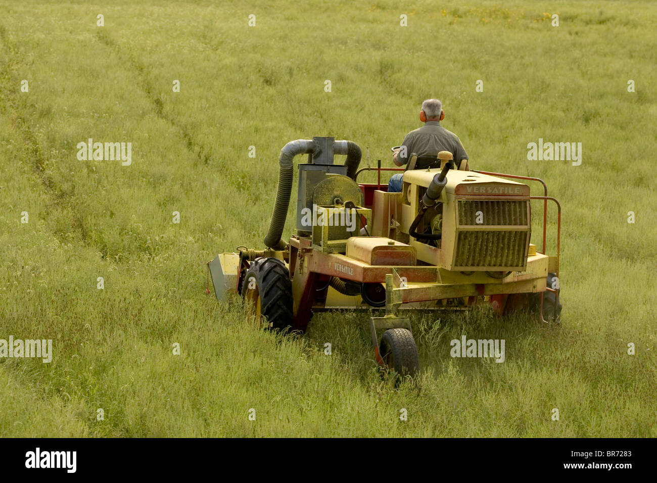 A man on a tractor harvests ragweed pollen at his fam in Sedalia ...