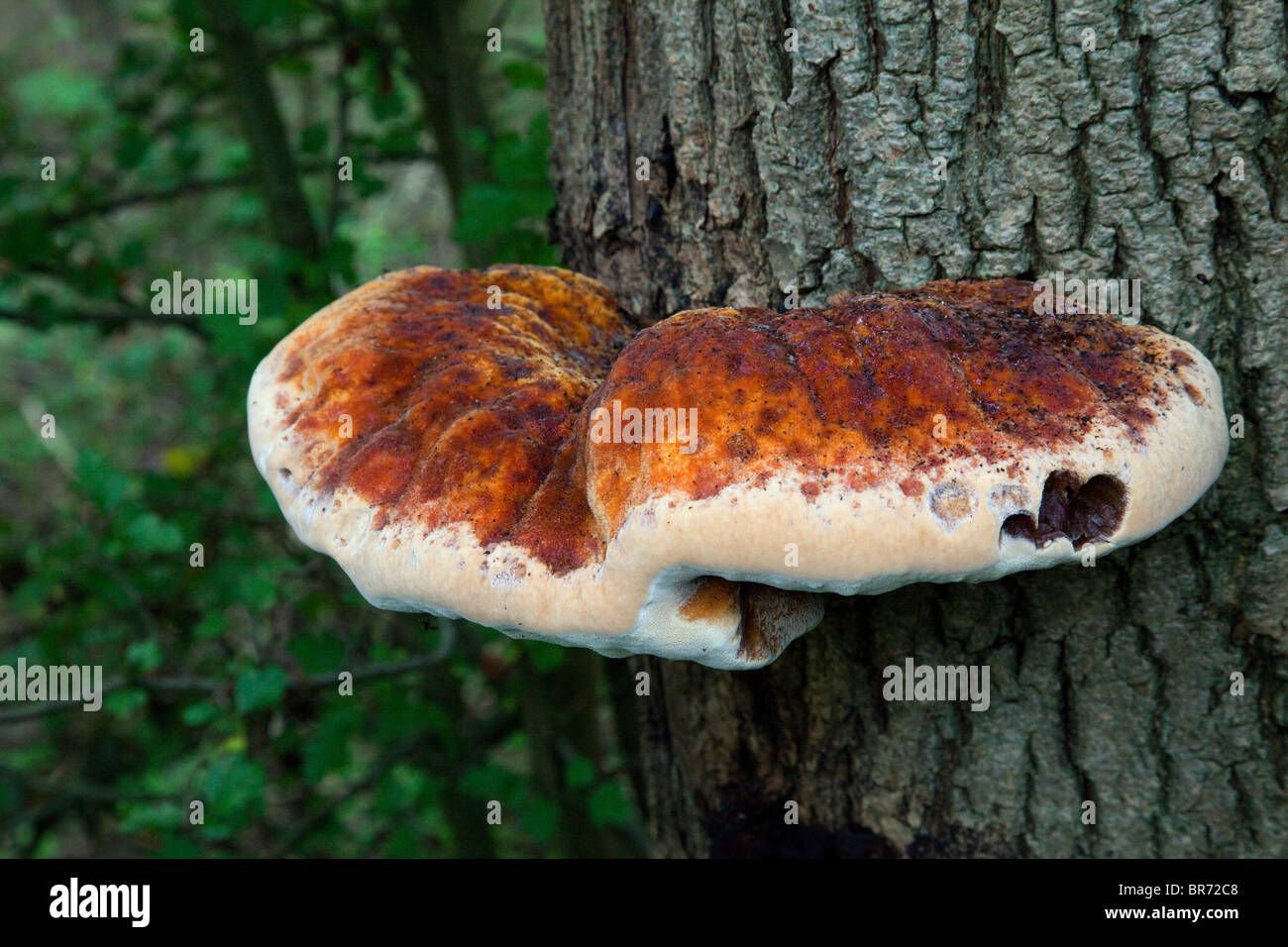 Inonotus Hispidus Fungus Stock Photo - Alamy