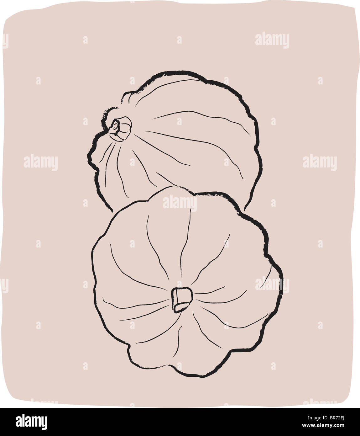 A textured line drawing of squash Stock Photo - Alamy