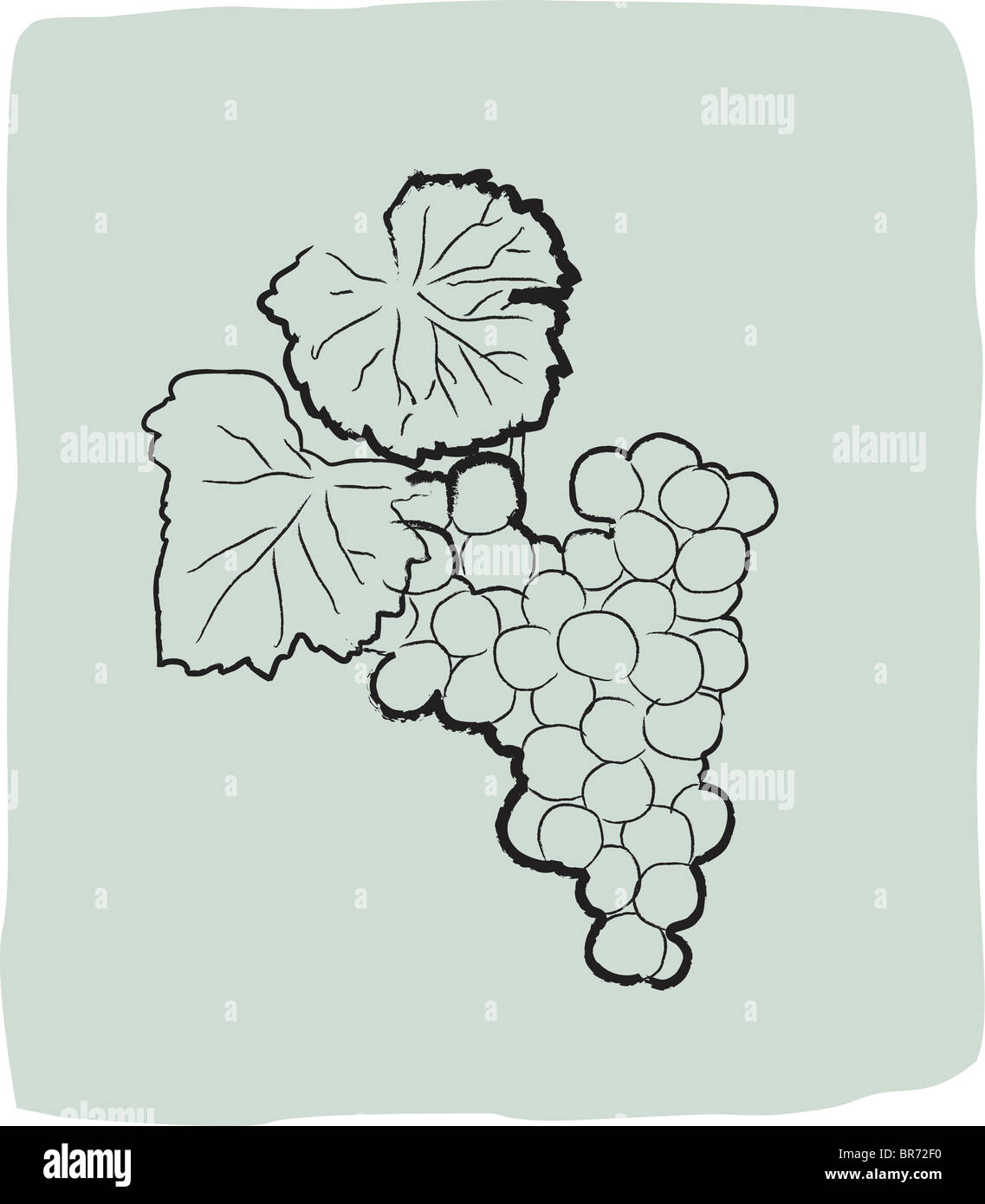 A textured line drawing of grapes Stock Photo - Alamy