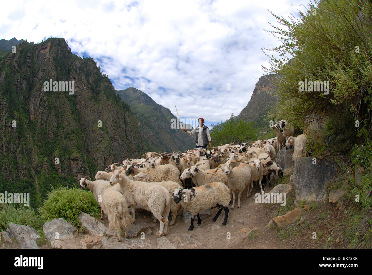 Sheep on trail in Nepal Stock Photo - Alamy
