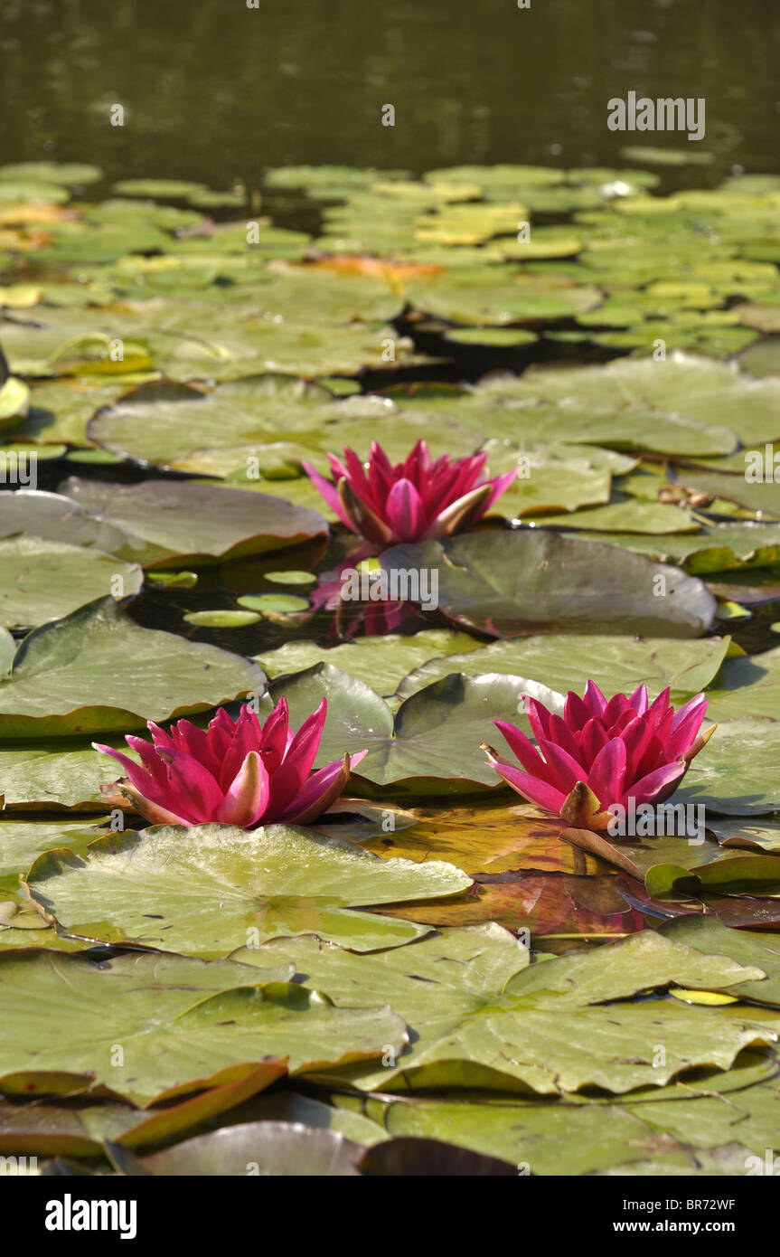 Red Water lilies Stock Photo - Alamy