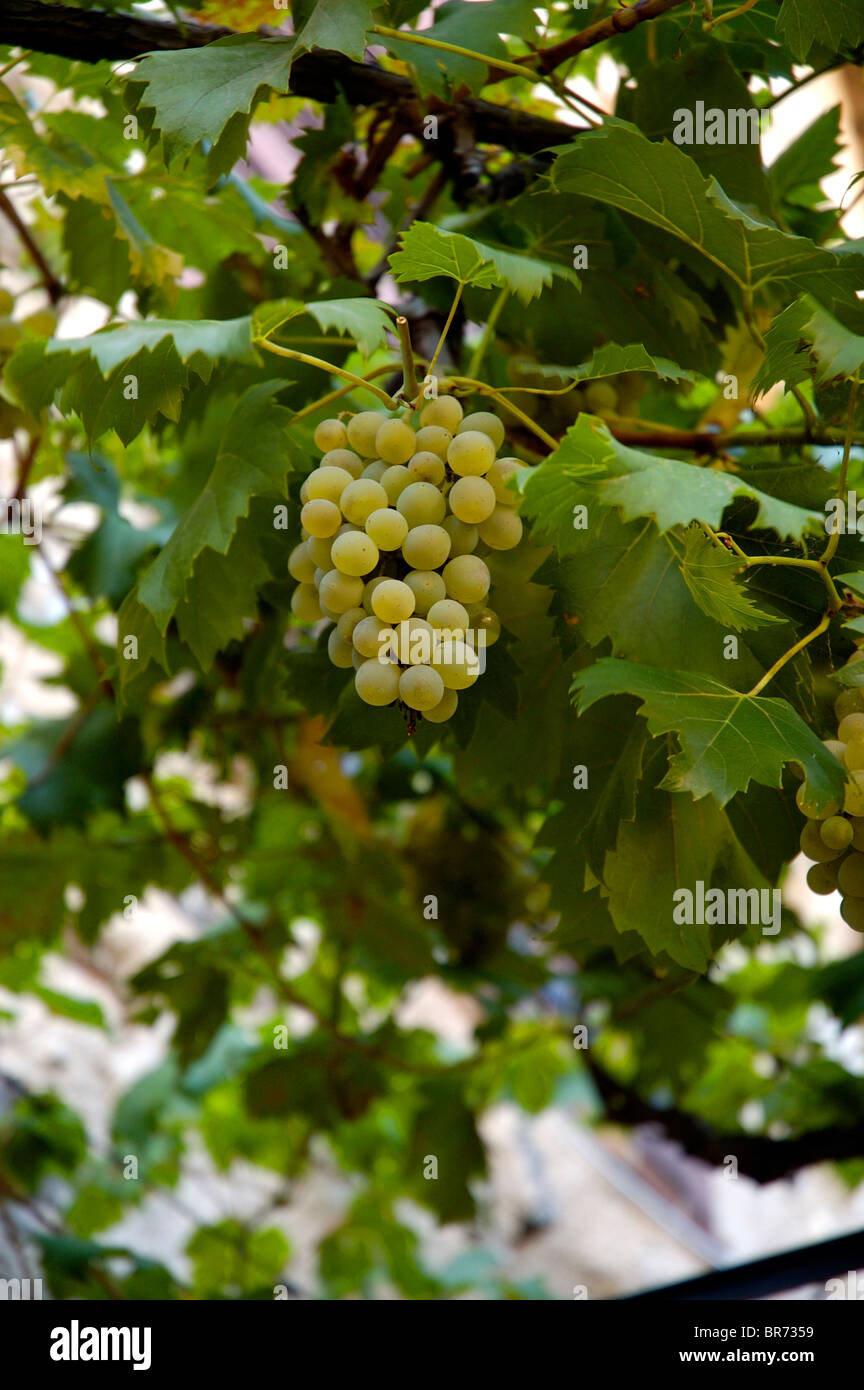 Green Grapes Growing On A Grapevine Stock Photo - Alamy