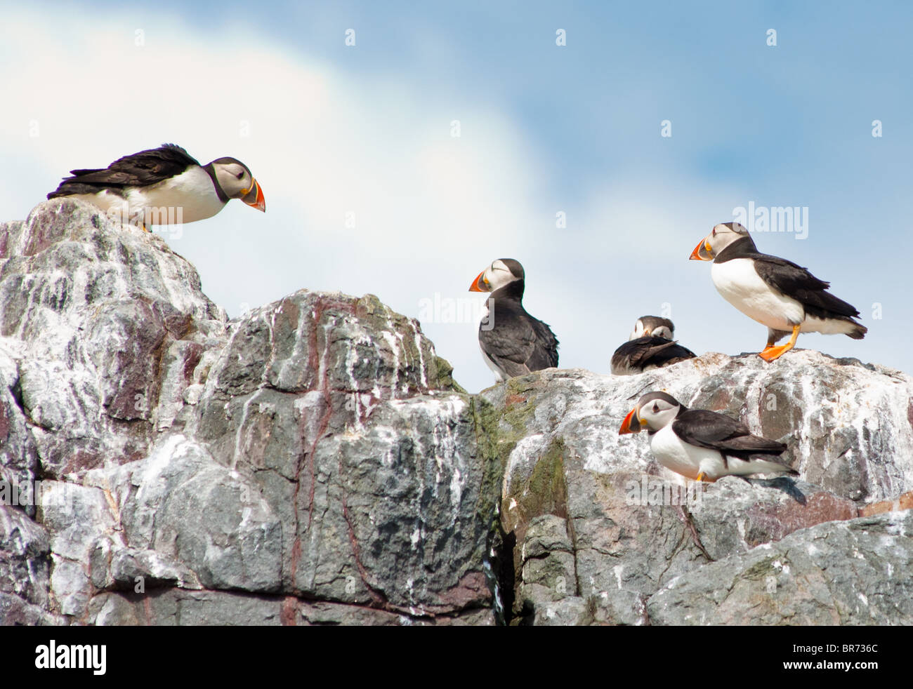 English puffins hi-res stock photography and images - Alamy
