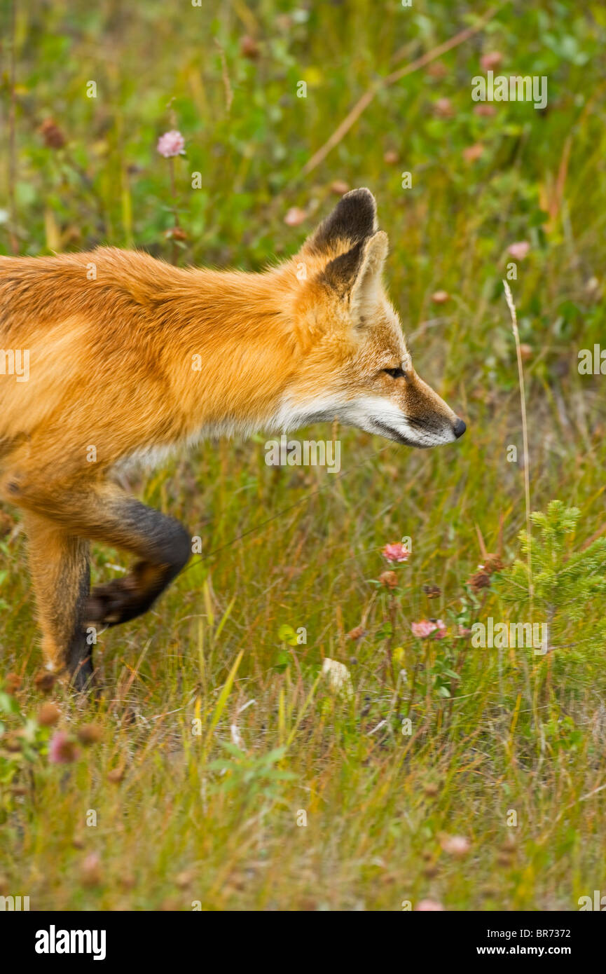 Side View Of Fox High Resolution Stock Photography and Images - Alamy