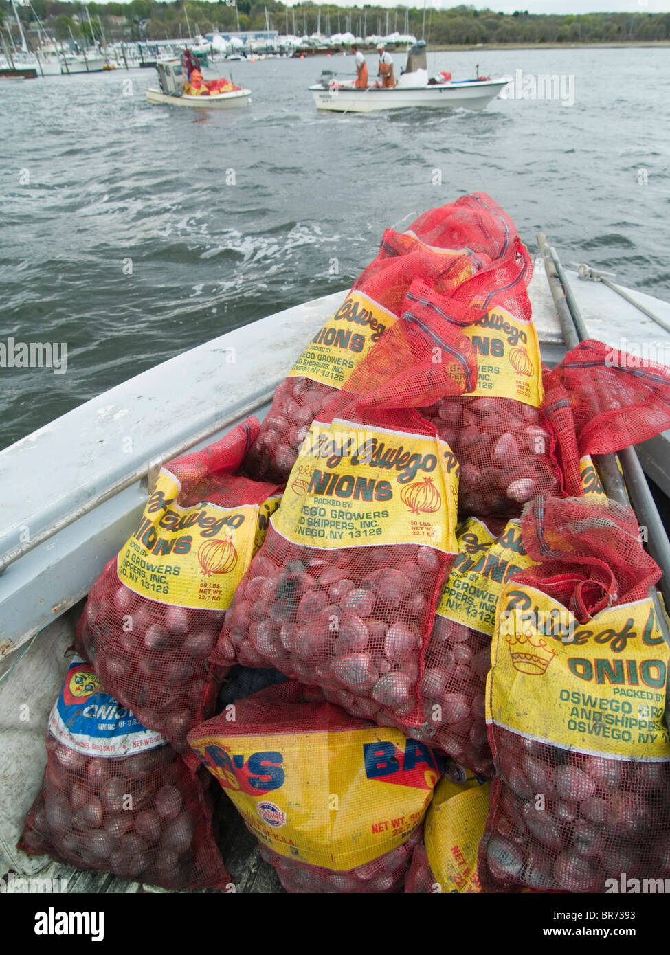 Bags of Rhode Island Quahogs caught during a harvest Stock Photo - Alamy