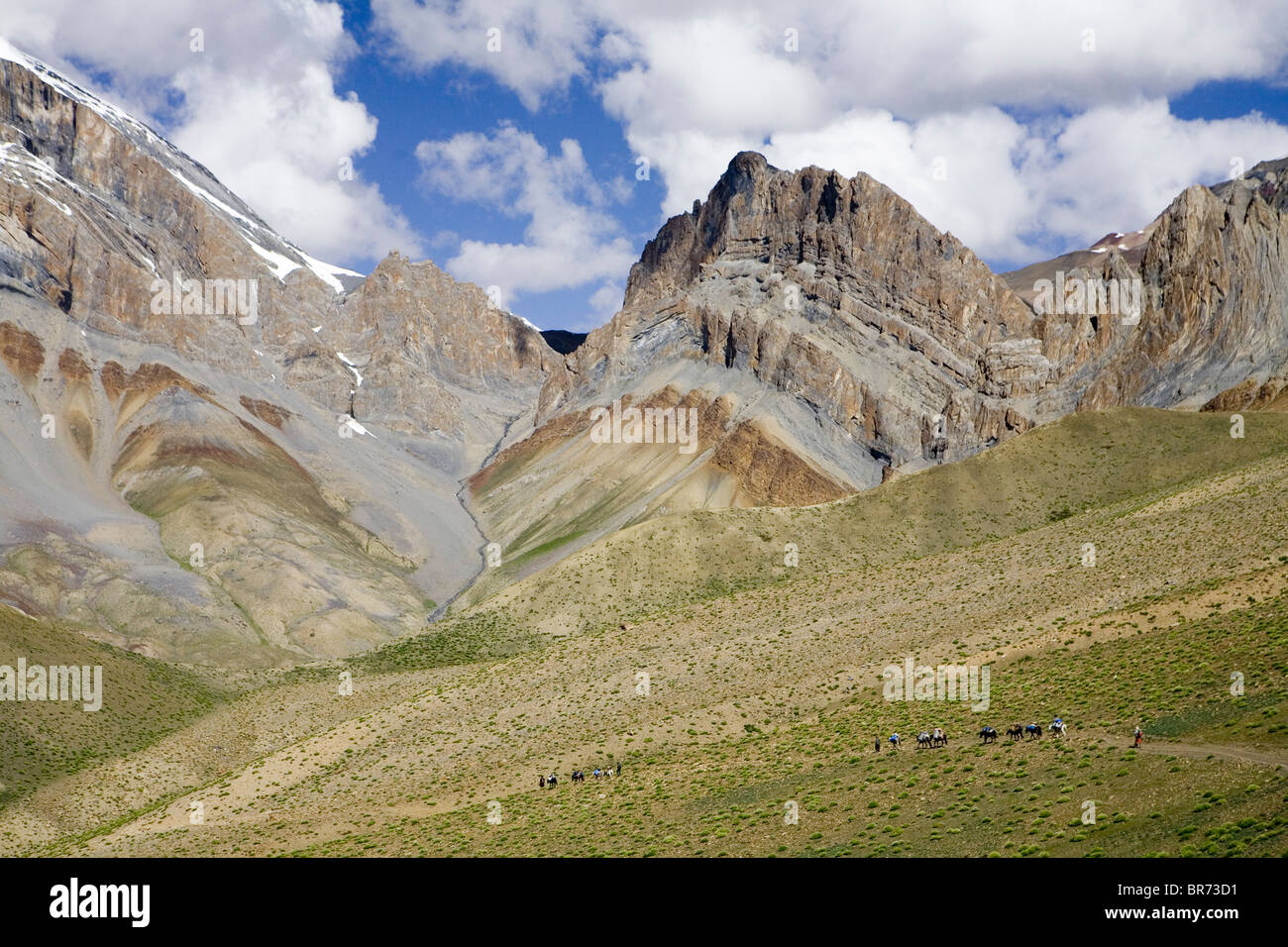 Horse caravan walks along trail in rugged Zanskar Mountains of Ladakh ...