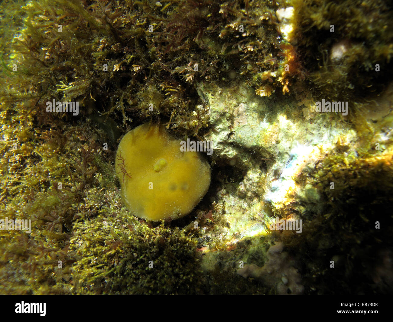 Thongweed (Himanthalia elongata Stock Photo - Alamy