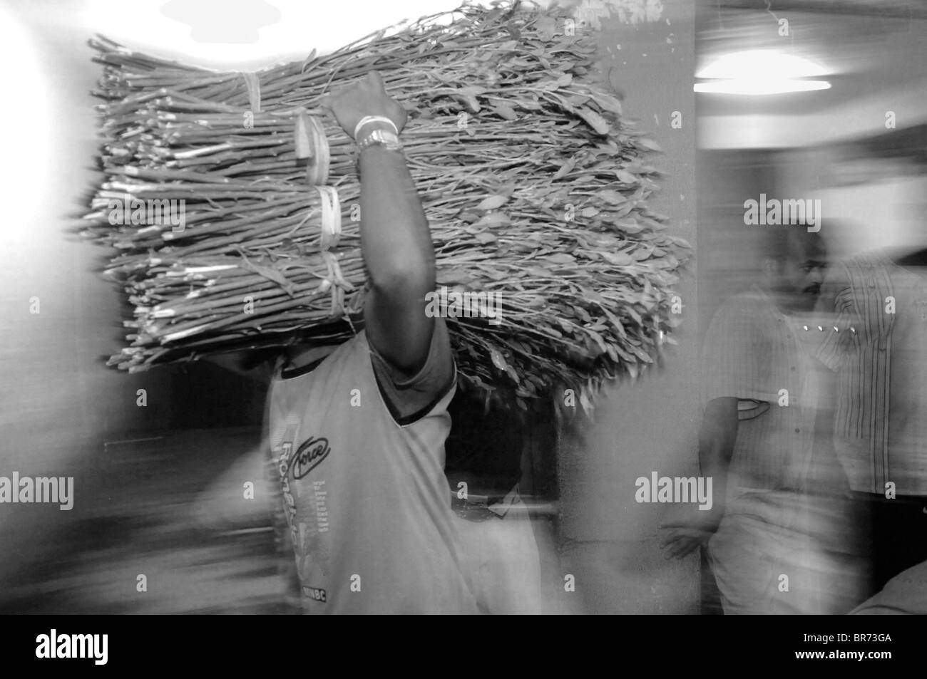 Khat Shrub High Resolution Stock Photography and Images - Alamy