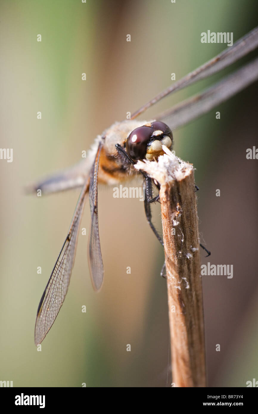 Four winged insects hi-res stock photography and images - Alamy