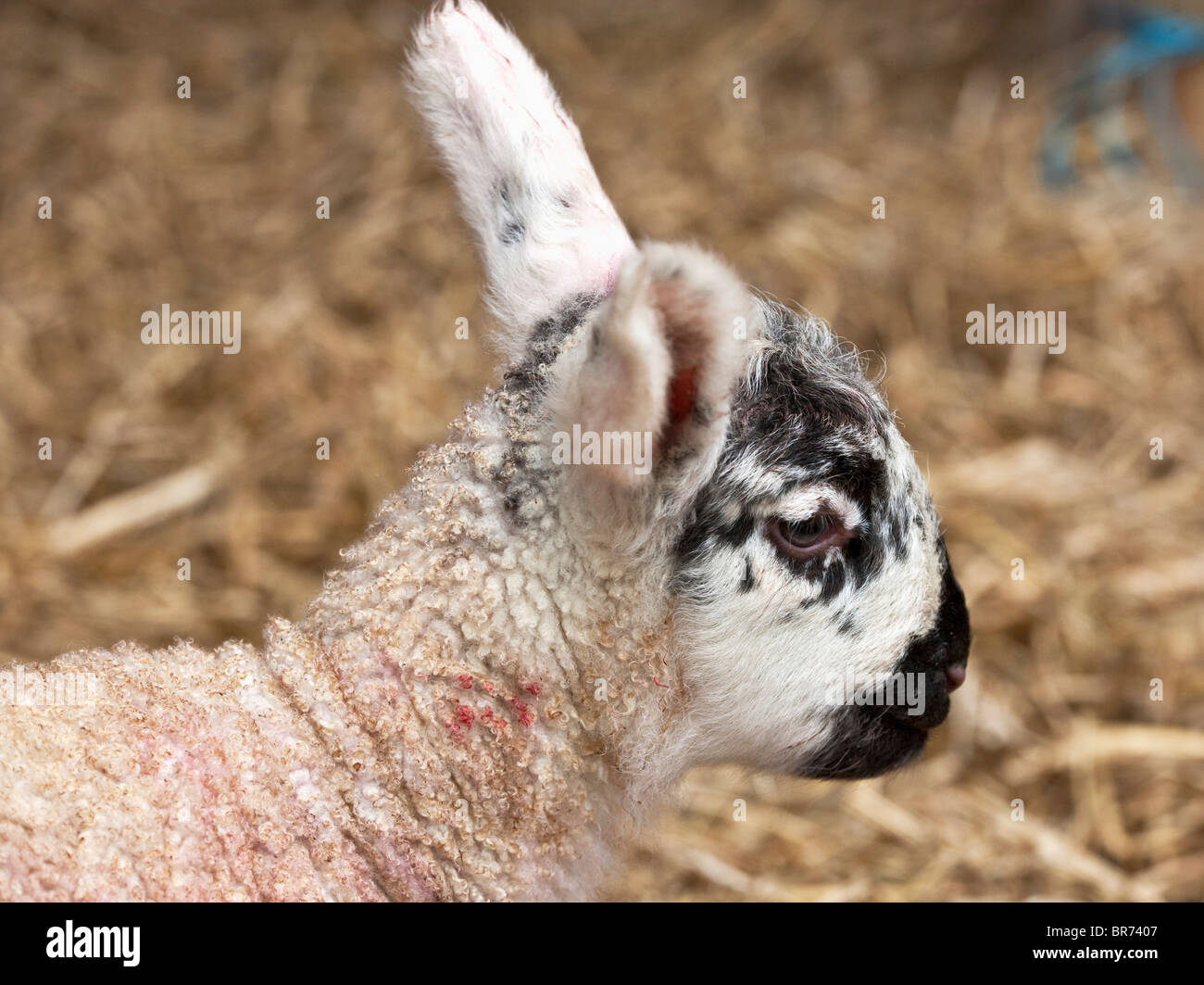 A Lamb In The Straw; Northumberland, England Stock Photo - Alamy
