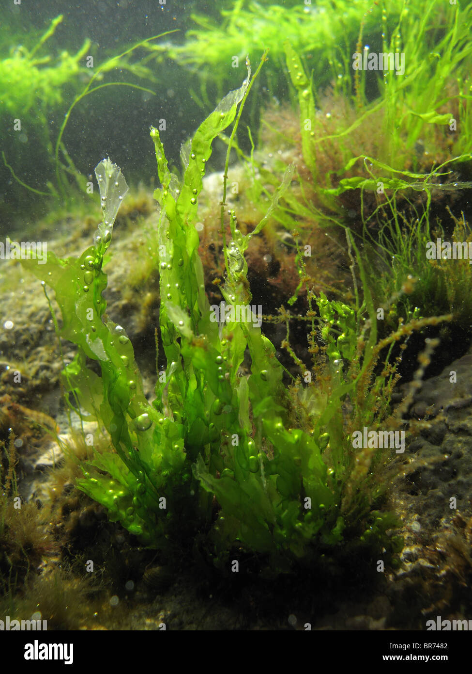 Enteromorpha intestinalis hi-res stock photography and images - Alamy