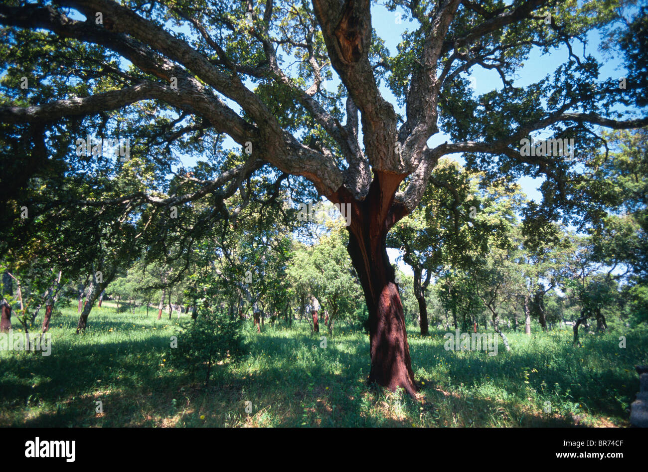 Cork oaks forest sardinia hi-res stock photography and images - Alamy