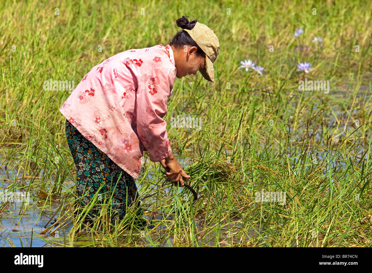 Cambodian rice farming hi-res stock photography and images - Alamy