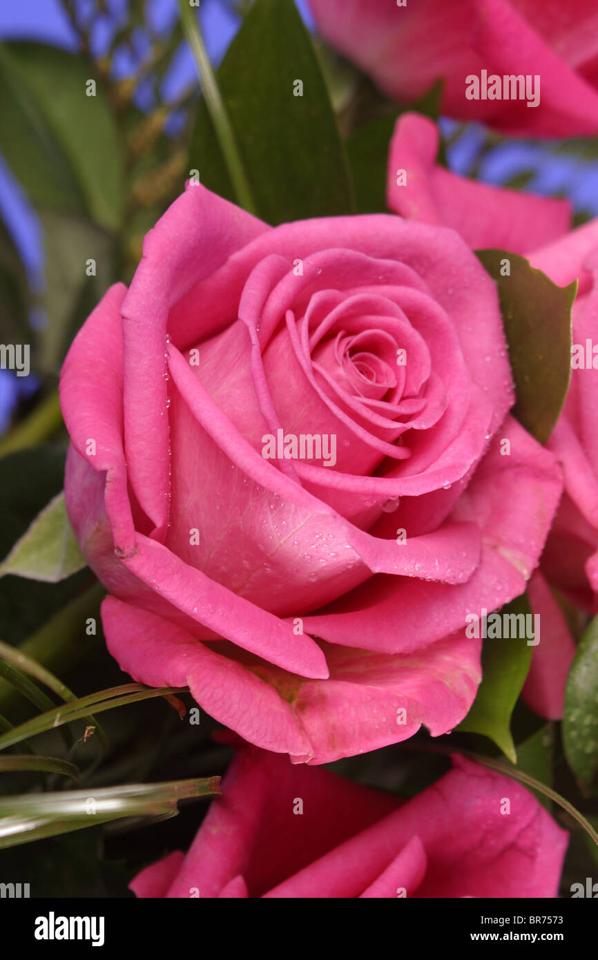 pink rose on a blue background Stock Photo - Alamy
