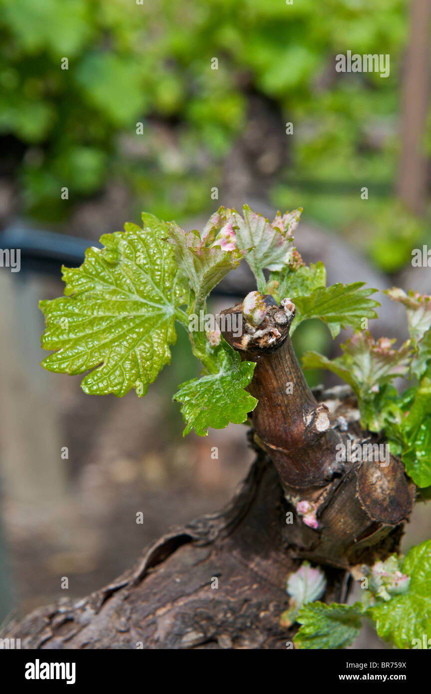 Viney tree hi-res stock photography and images - Alamy