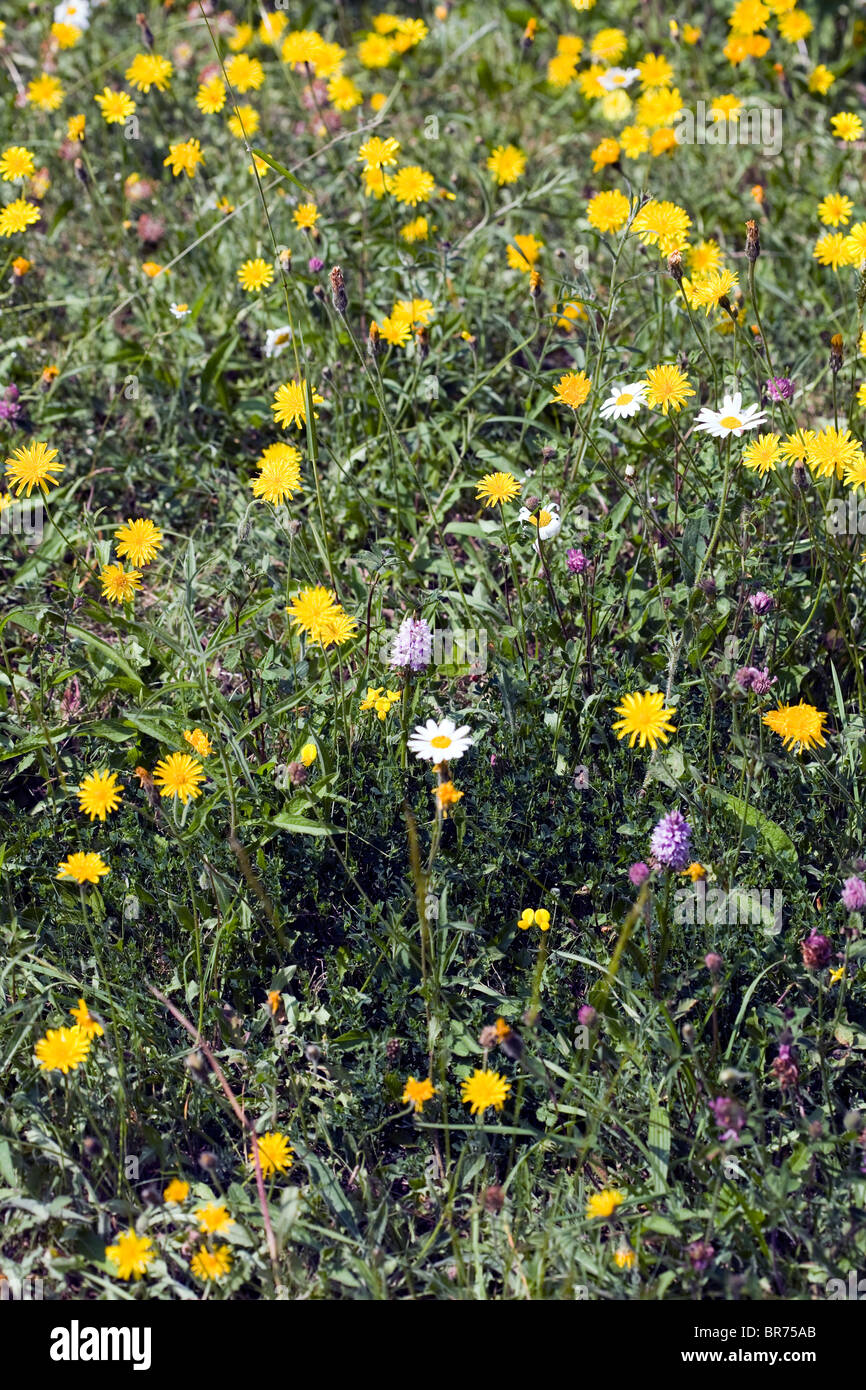 Meadow flowers including Rough Hawksbeard Ox-eye daisy and Common ...