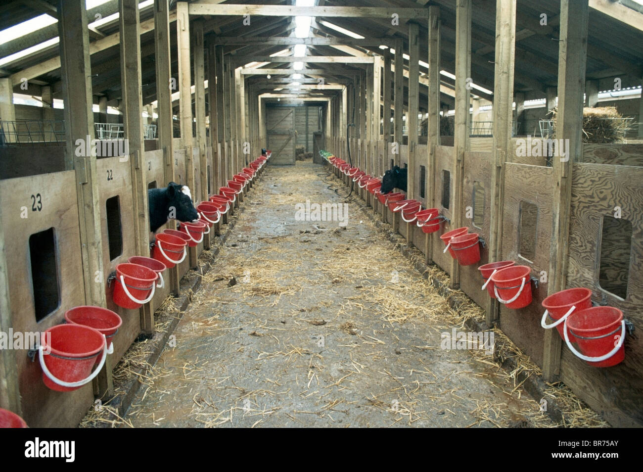 Farm Buildings, Tyrell Calf Unit Stock Photo - Alamy