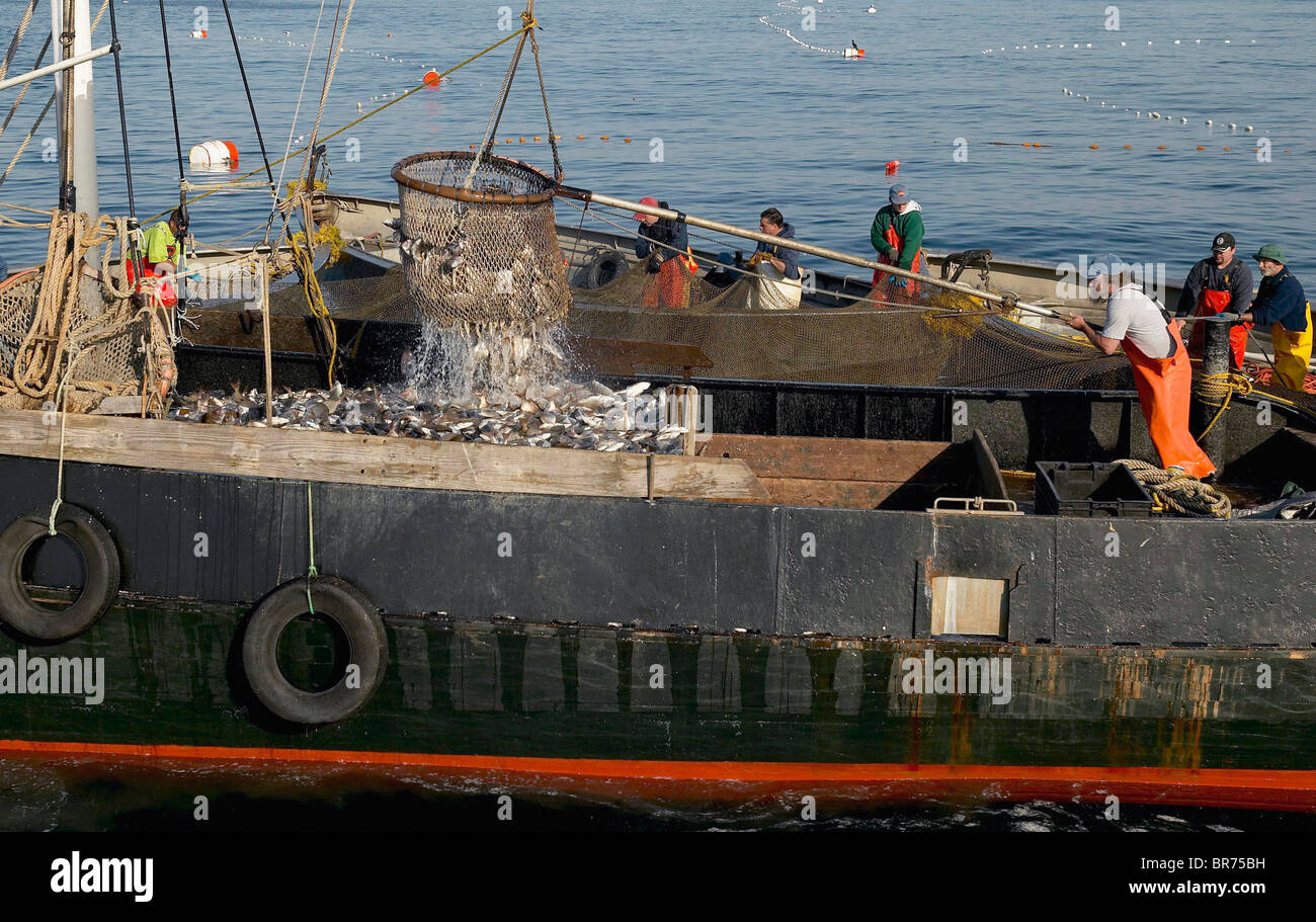 Fish being unloaded from the net traps into the main trap boat with a ...
