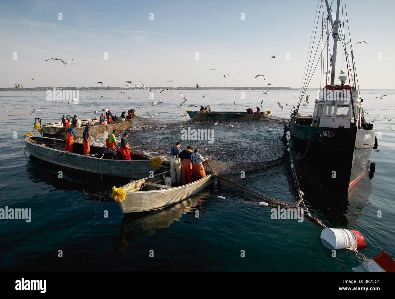 A fleet of trap fishing boats hauling up the net traps at fishing ...