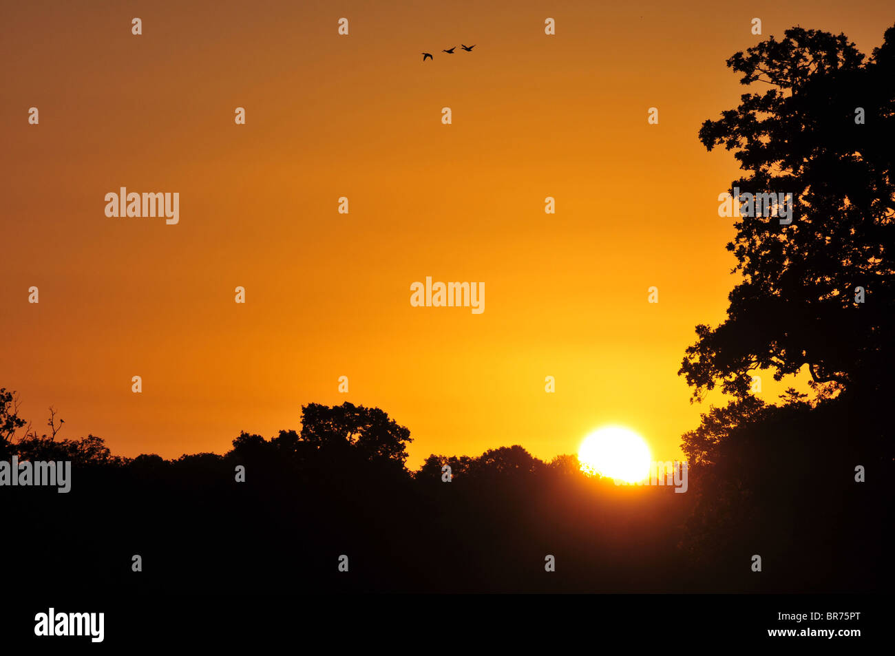 Sunrise with birds Stock Photo - Alamy