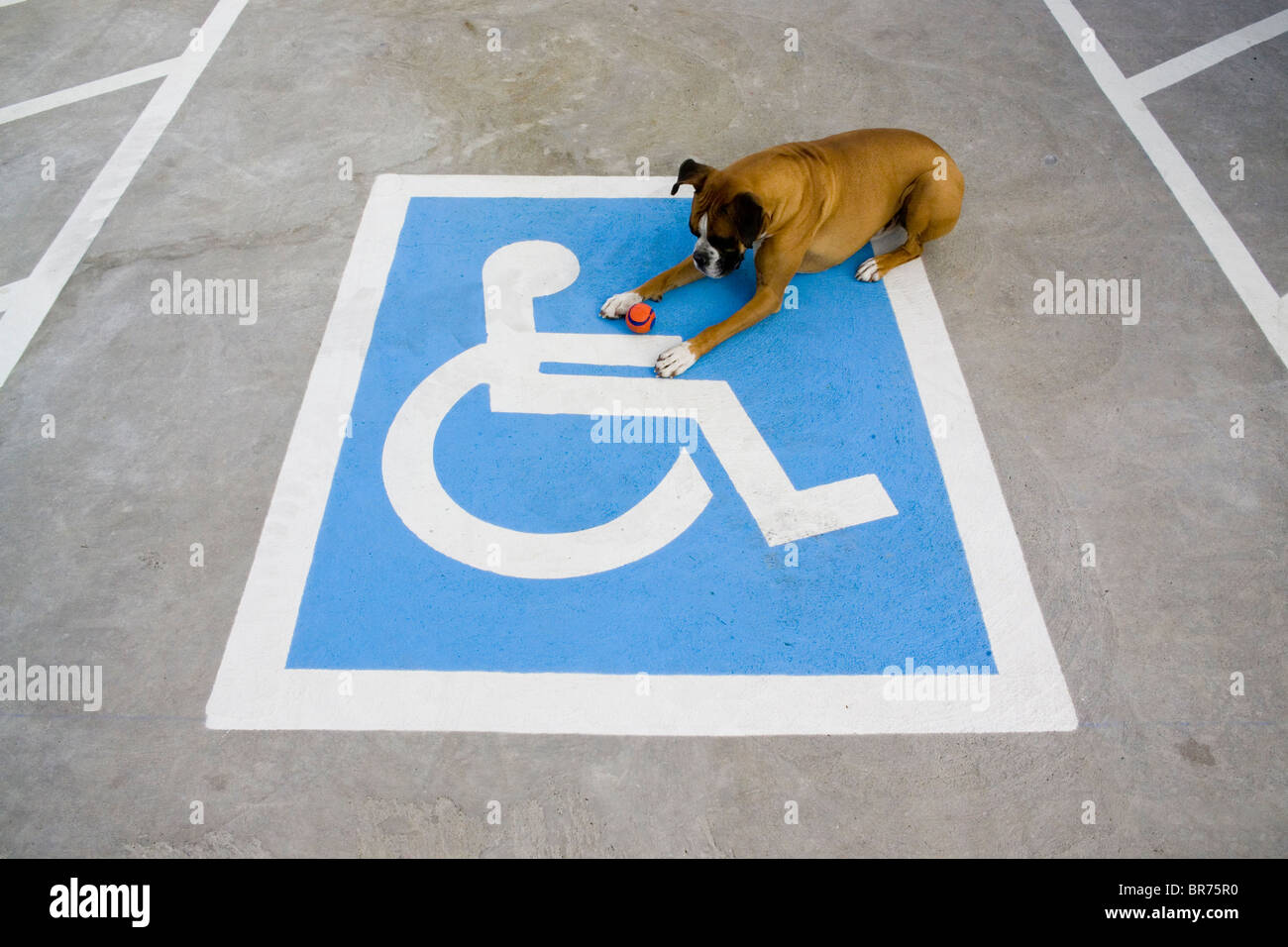 Dog parking sign hi-res stock photography and images - Alamy
