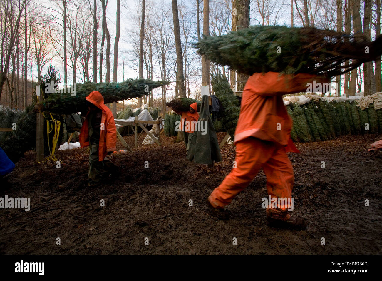 Workers trees north carolina hi-res stock photography and images - Alamy