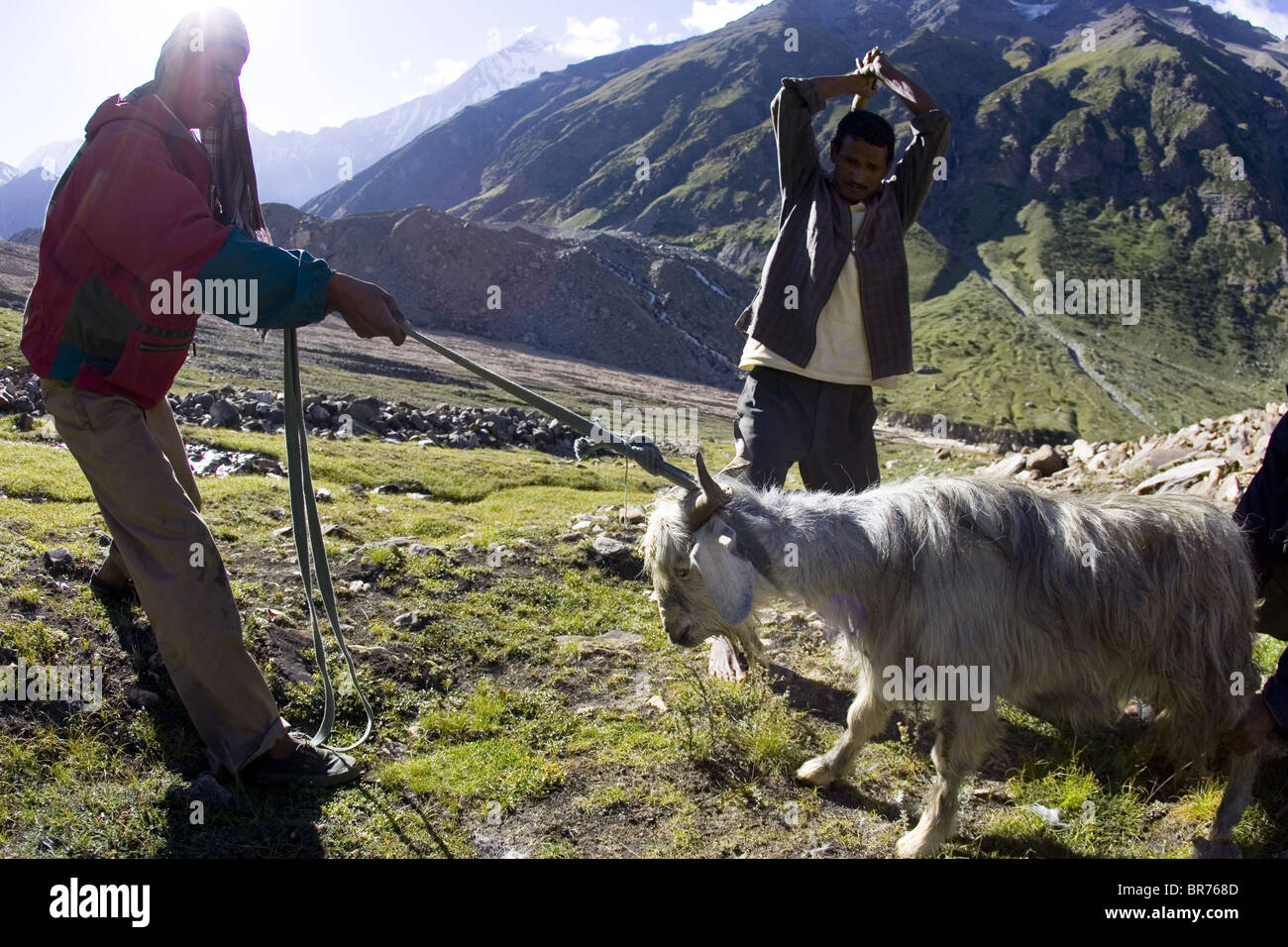 Goat Slaughter Stock Photos & Goat Slaughter Stock Images - Alamy