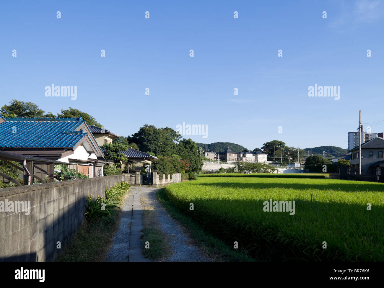 A typical view of rural japan with blue tile roofs and ripe rice fields ...