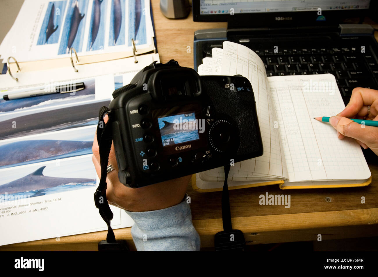 Whale research notes hi-res stock photography and images - Alamy