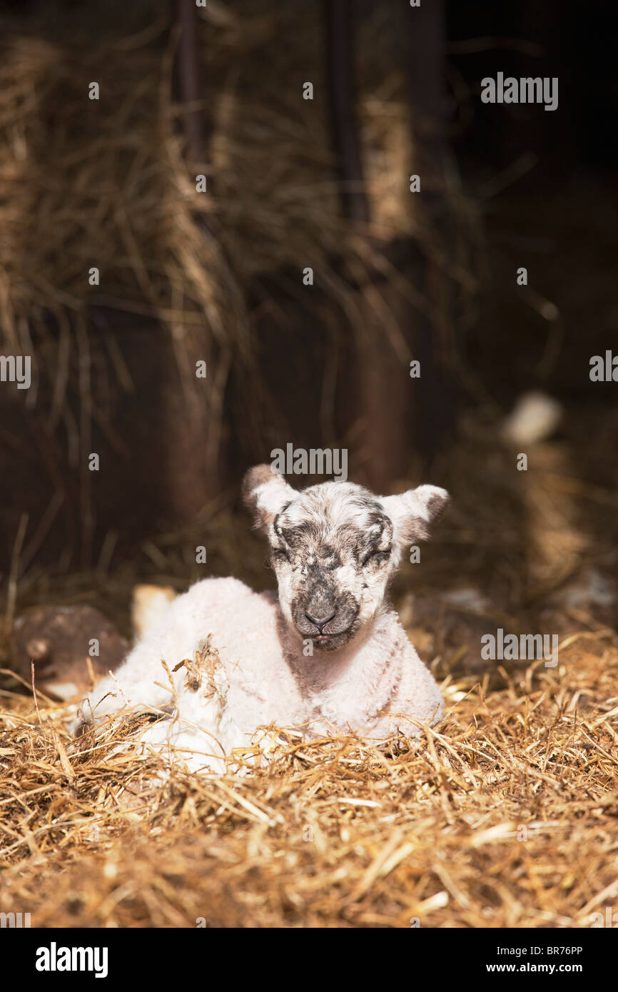 A Lamb Laying In The Straw; Northumberland, England Stock Photo - Alamy