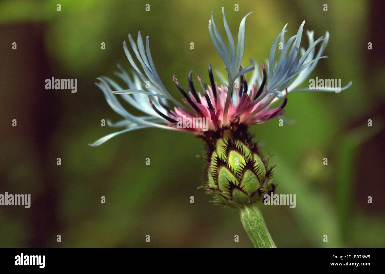 Centaurea asteraceae hi-res stock photography and images - Alamy