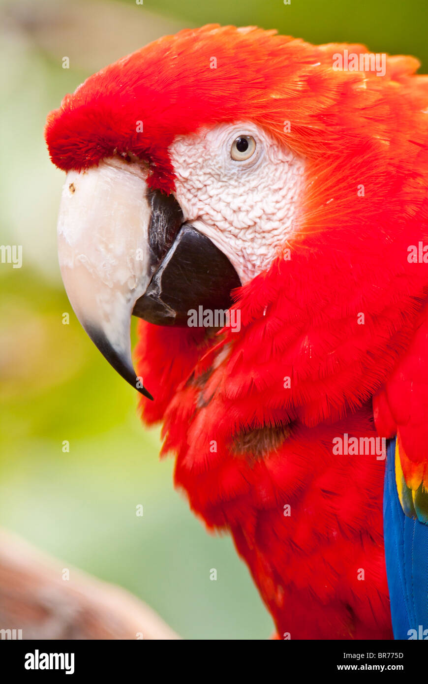 Scarlet Macaw, Ara macao, native to humid evergreen forests of American ...