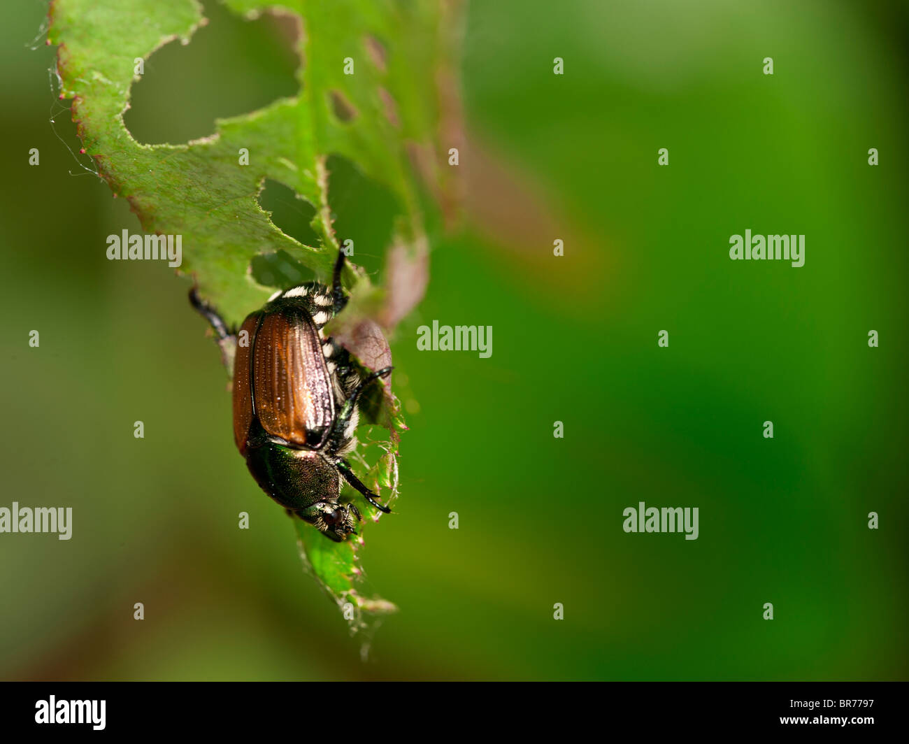 Invasive Japanese Beetle on a Rose leaf Stock Photo - Alamy