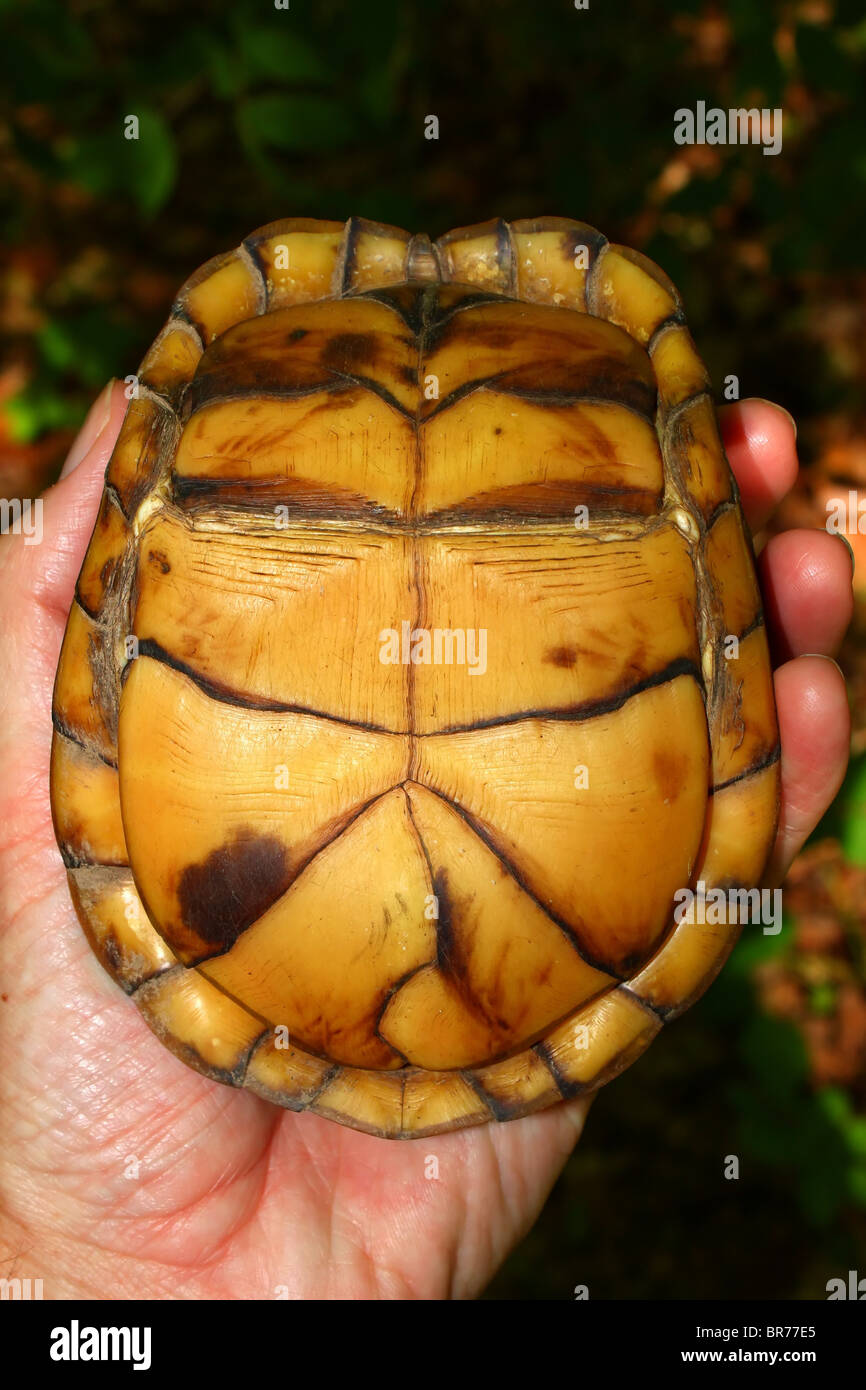 Eastern box turtle hi-res stock photography and images - Alamy