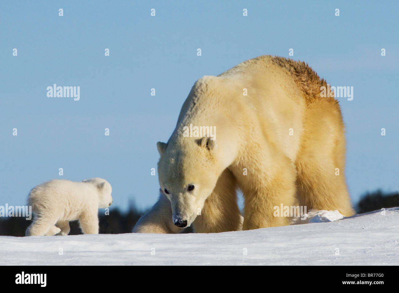 Mother Polar Bear (Ursus Maritimus) Playing With Her Cub In Wapusk National Park; Churchill ...