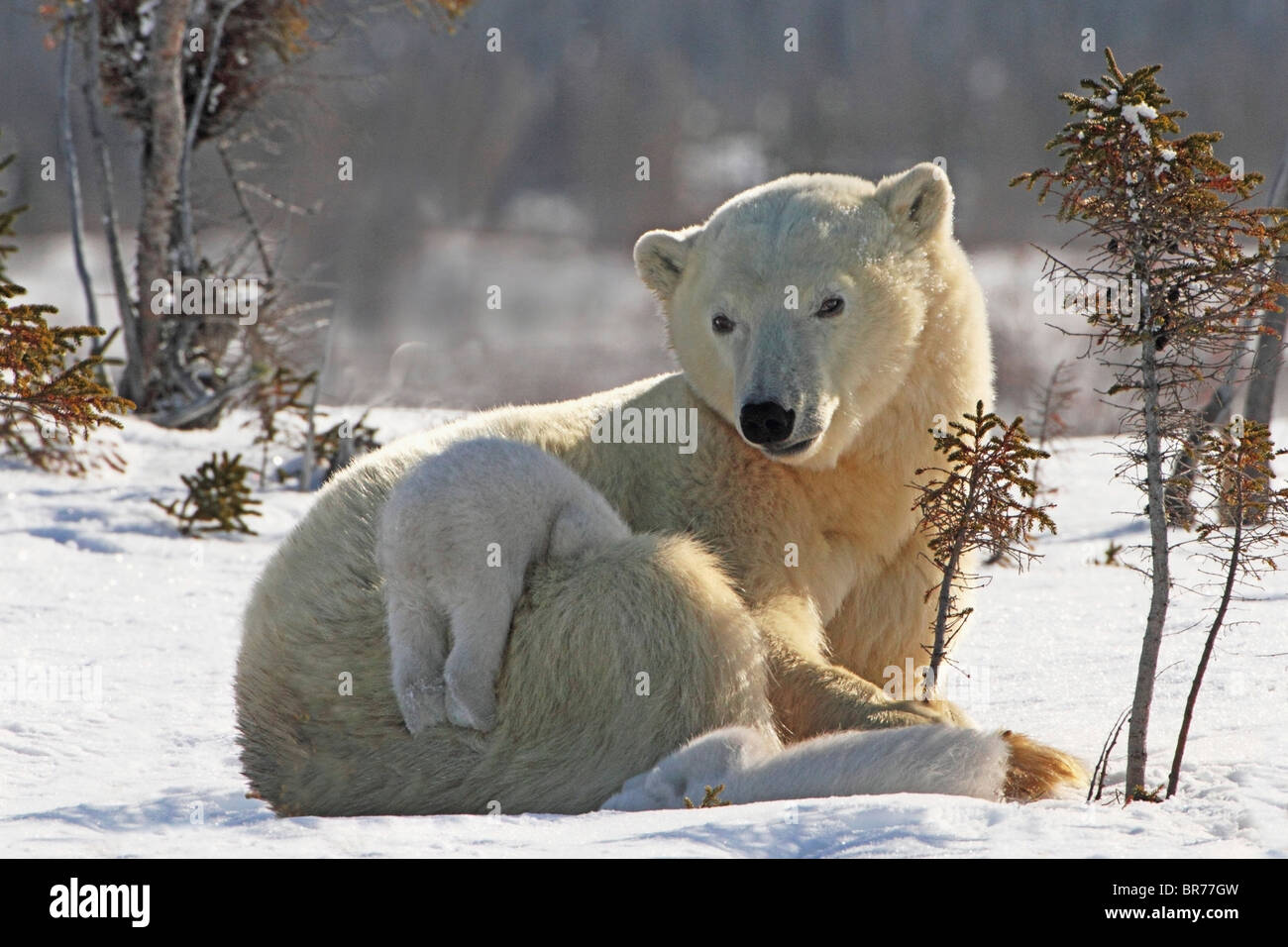 Mother Polar Bear (Ursus Maritimus) Playing With Her Cub In The Snow In Wapusk National Park ...