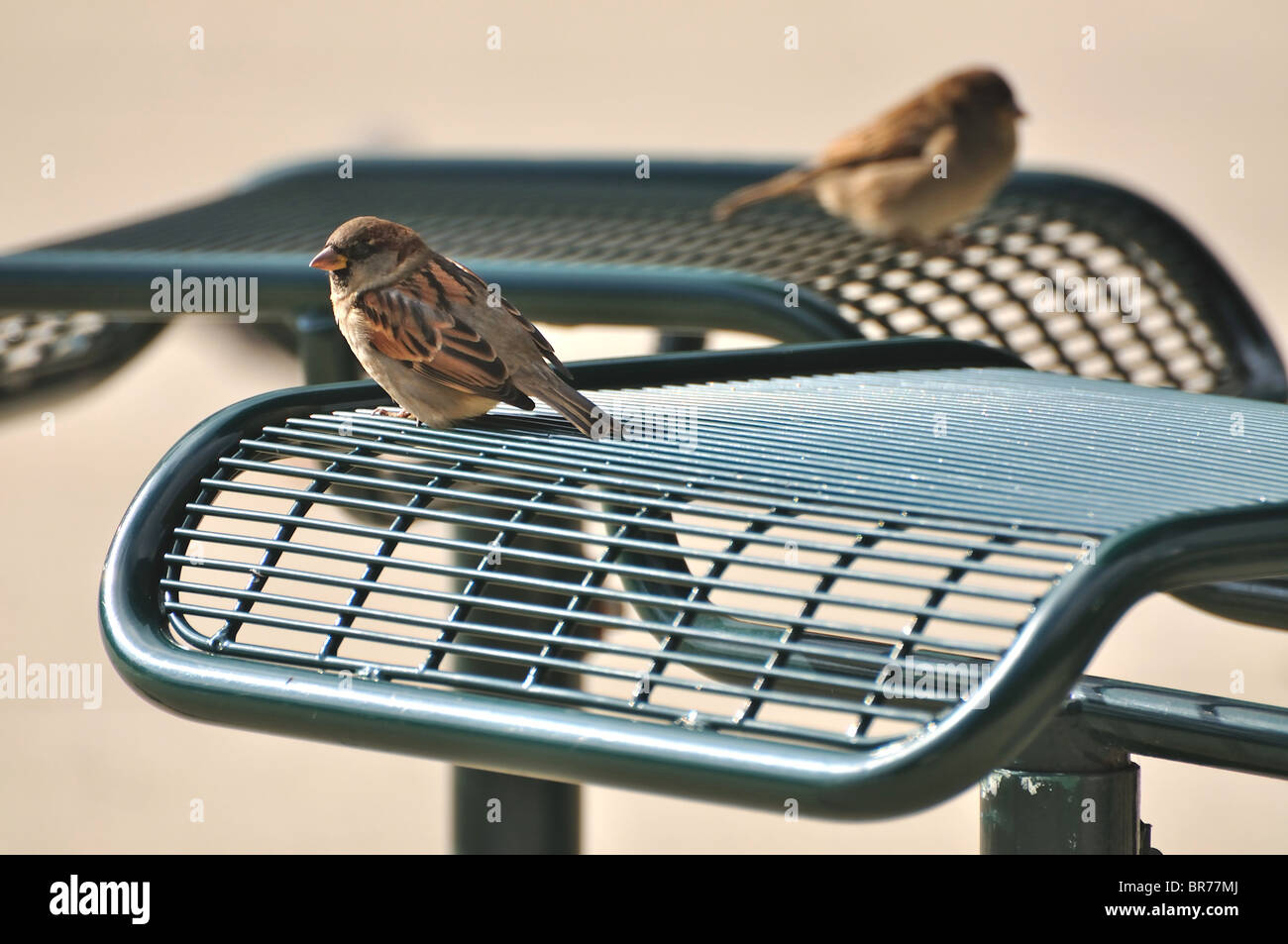 Two Birds Sitting near a Picnic Table Stock Photo - Alamy