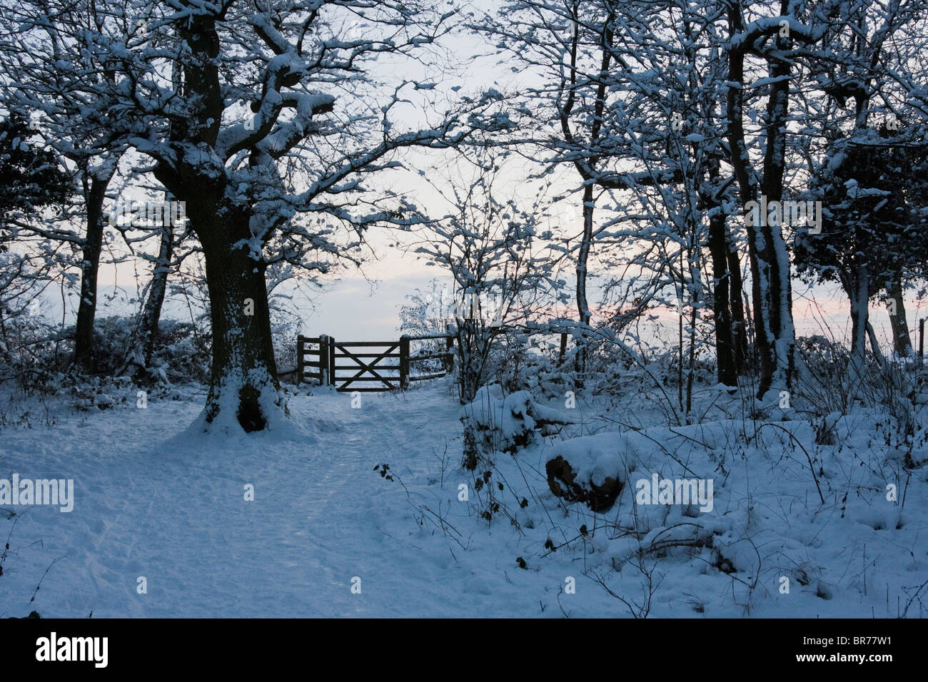 January snow scenes in Surrey England Stock Photo - Alamy