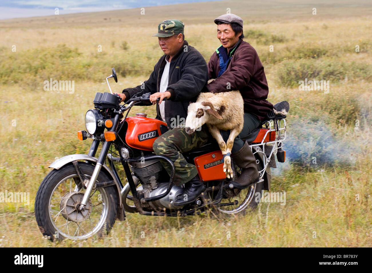 Sheep go hi-res stock photography and images - Alamy