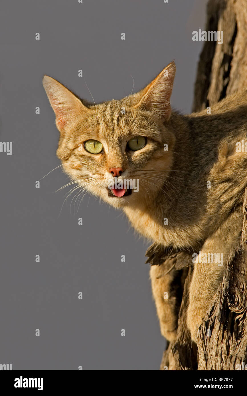 An African wild cat (Felis silvestris lybica) lying in a tree ...