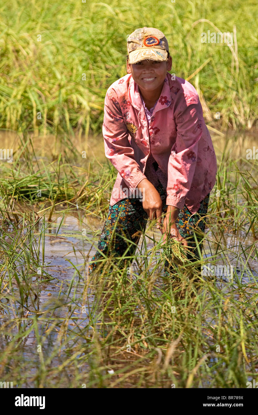 Farming in Cambodia Stock Photo - Alamy